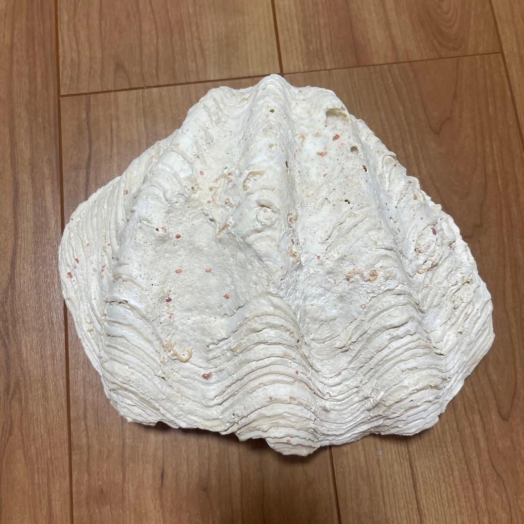 天然貝殻 波状 白  しゃこがい　宮古島　1990年代 大きめ　貝殻　貝　シェル