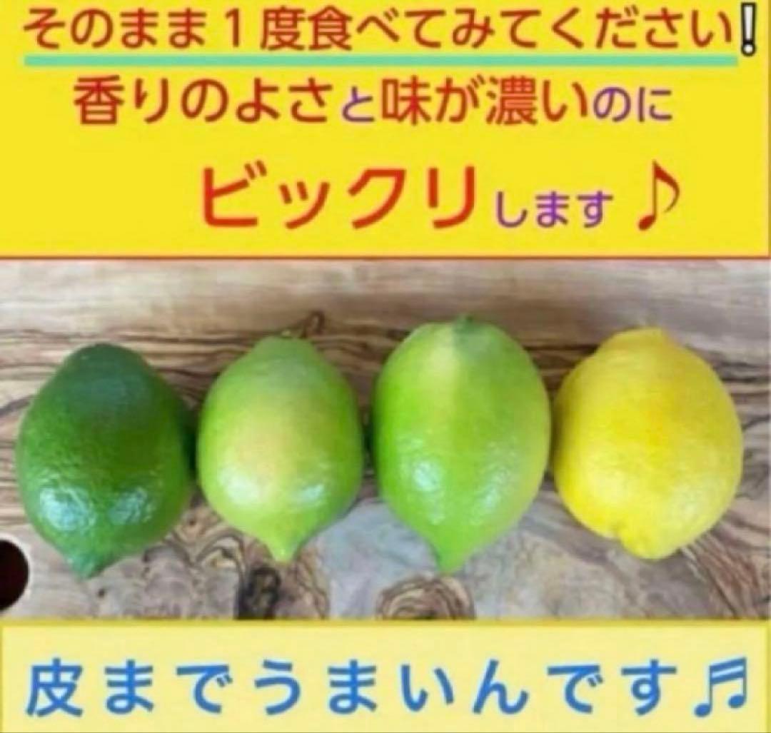 酵素栽培　小粒ちゃん　ネーブル 瀬戸田　広島県　皮も食べてオランジェット 国産