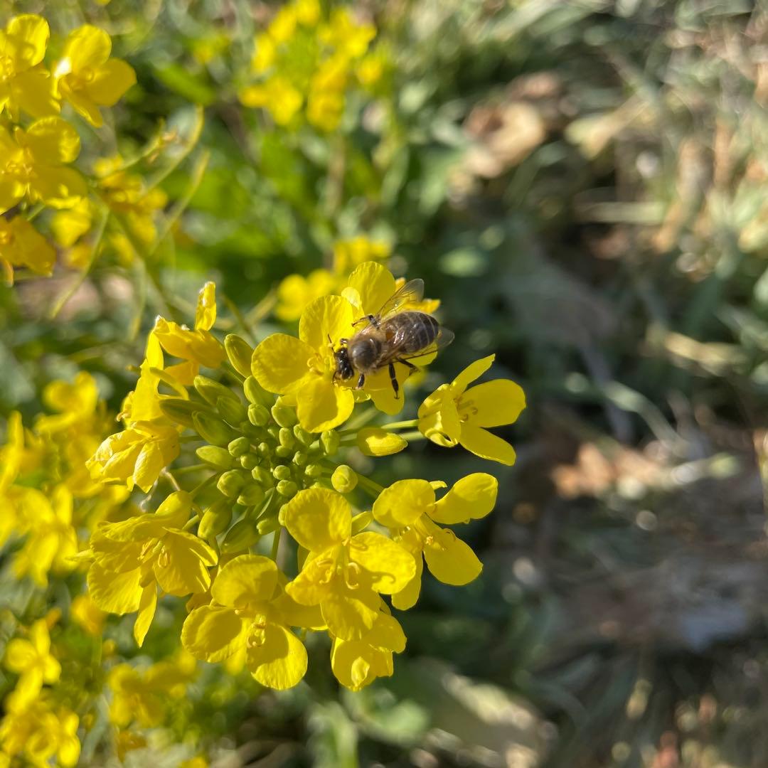 日本蜜蜂のハチミツ1100g×2本セット