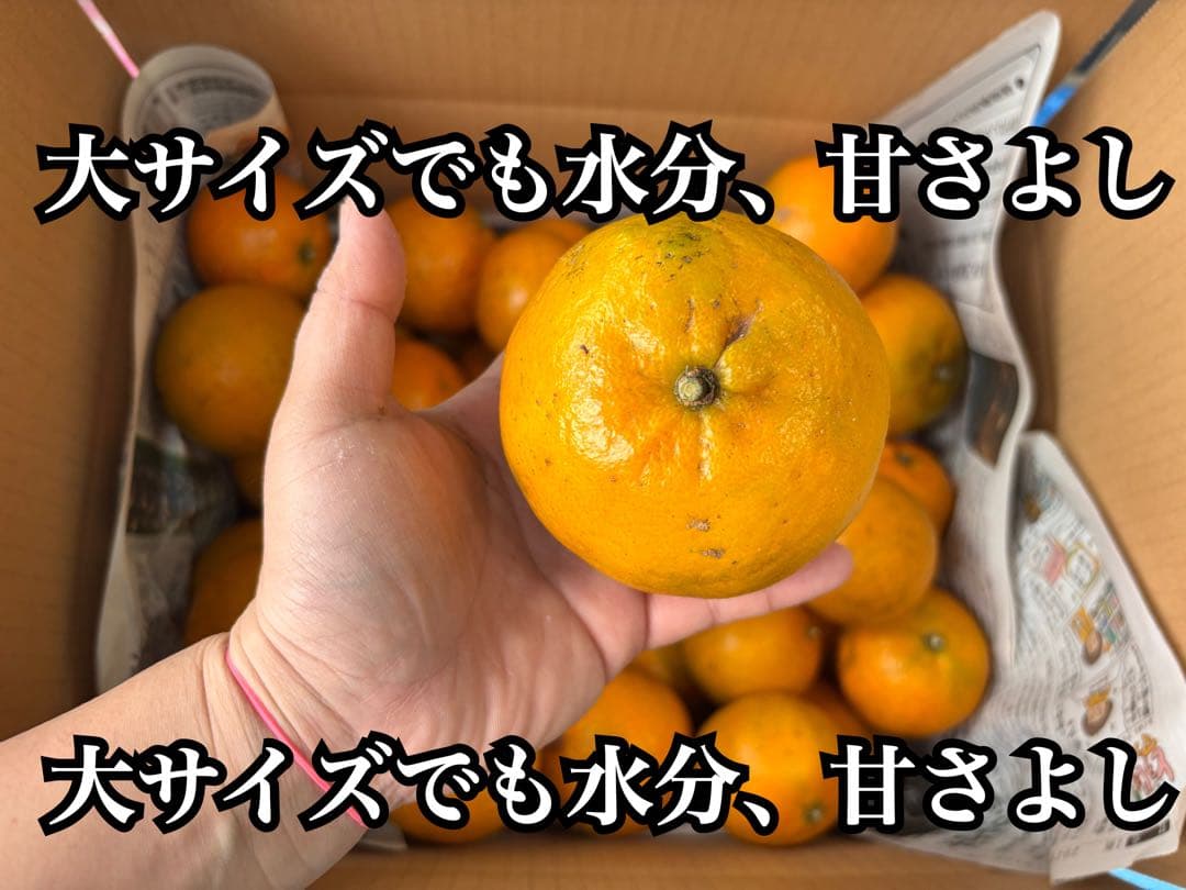 沖縄県産たんかん　10キロ　無農薬　中大サイズ混合
