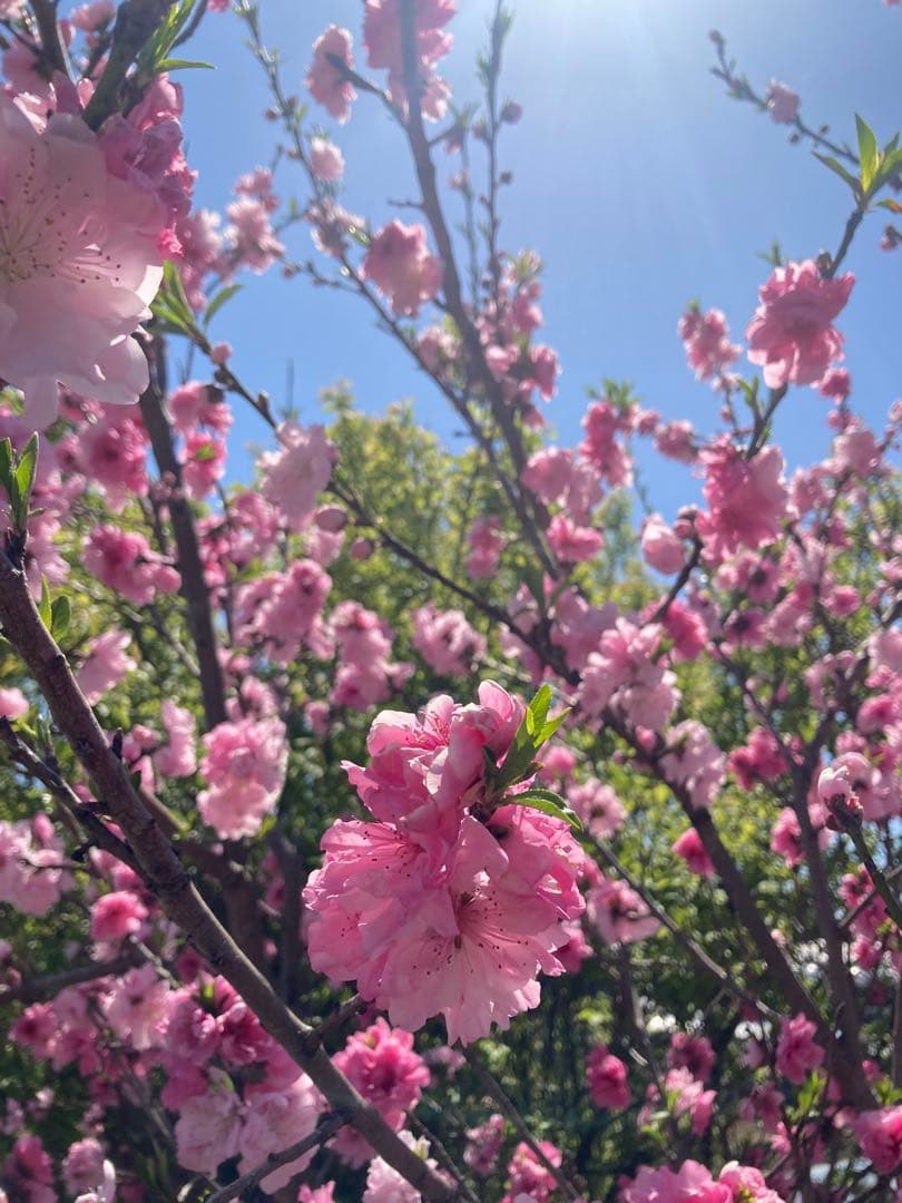 ココ　日本蜜蜂　生ハチミツ　蜂蜜
