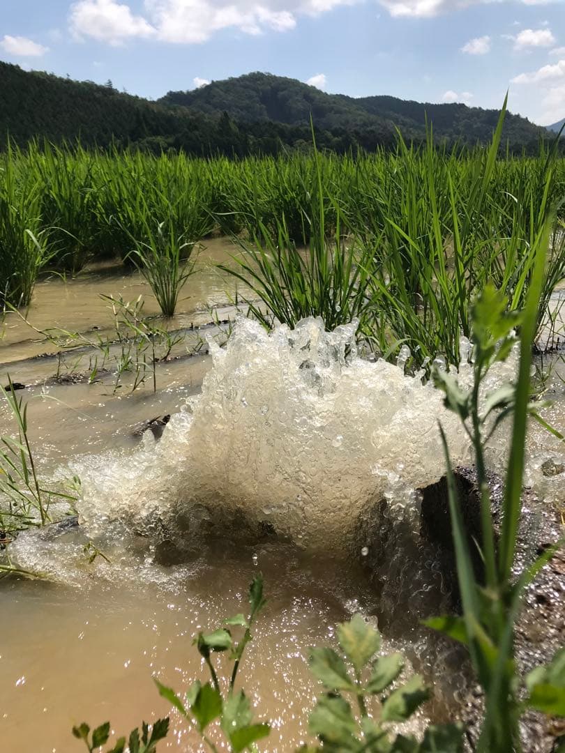 Natural farming 自然栽培玄米 長岡式酵素玄米 自然療法 伊藤悦男