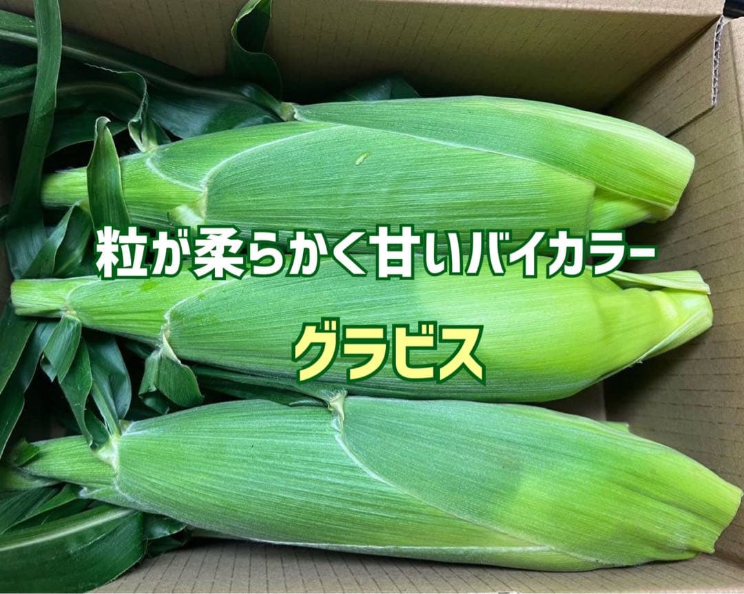 先まで実がぎっしり❣️粒が柔らかく甘いとうもろこし（グラビス）皮つき42本