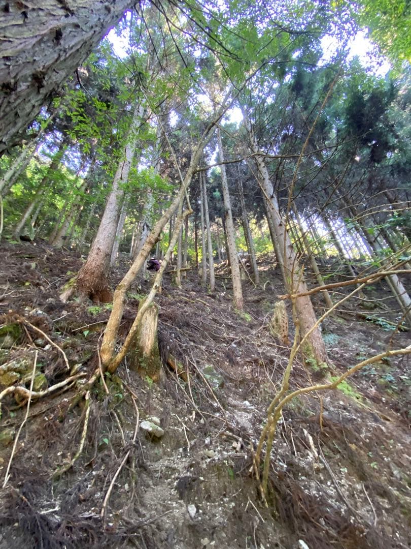 ハチミツ　日本蜜蜂の蜂蜜　奥山の奥のはちみつ　巣箱違い谷違いのハチミツ４種