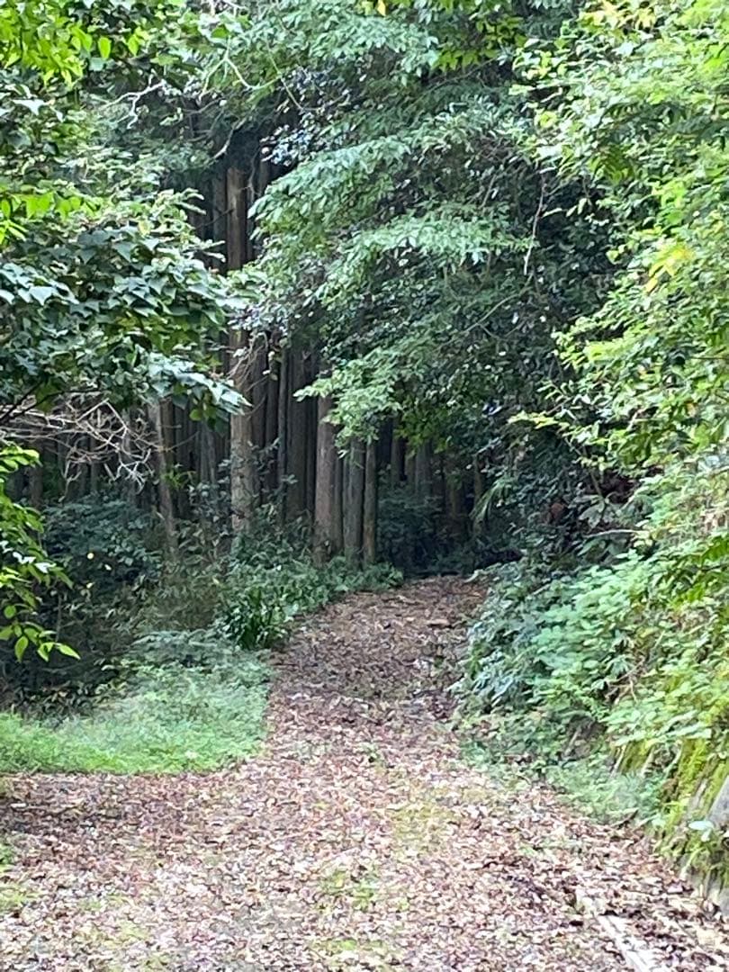 ハチミツ　日本蜜蜂の蜂蜜　奥山の奥のはちみつ　巣箱違い谷違いのハチミツ４種