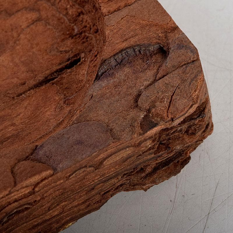 茶道具　松皮香合　表千家 十二代 宗左（惺斎）花押　共箱　V　8834