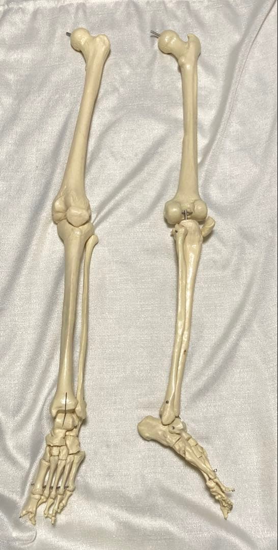 人体骨格模型 等身大