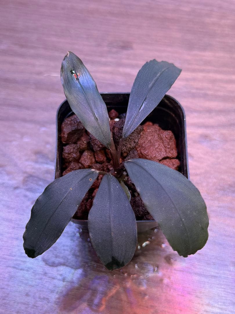 ブセファランドラ Bucephalandra 新種　名前まだありません