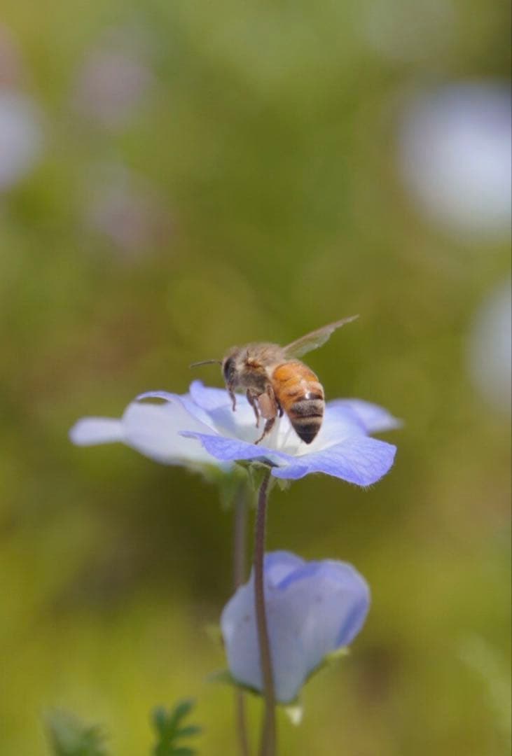 はちみつ　日本蜜蜂のハチミツ　奥山の奥の蜂蜜と花粉入りハチミツ