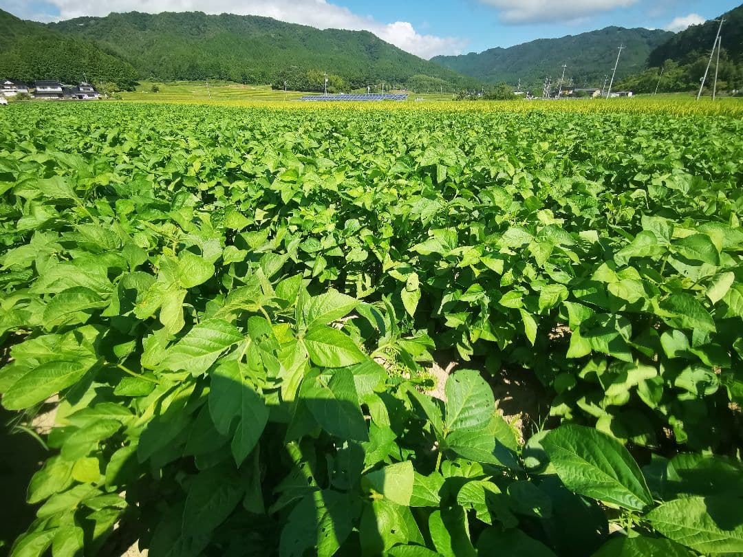 下旬♯令和7年枝豆# 岡山県産丹波黒枝豆 (作州黒)#7.2kg