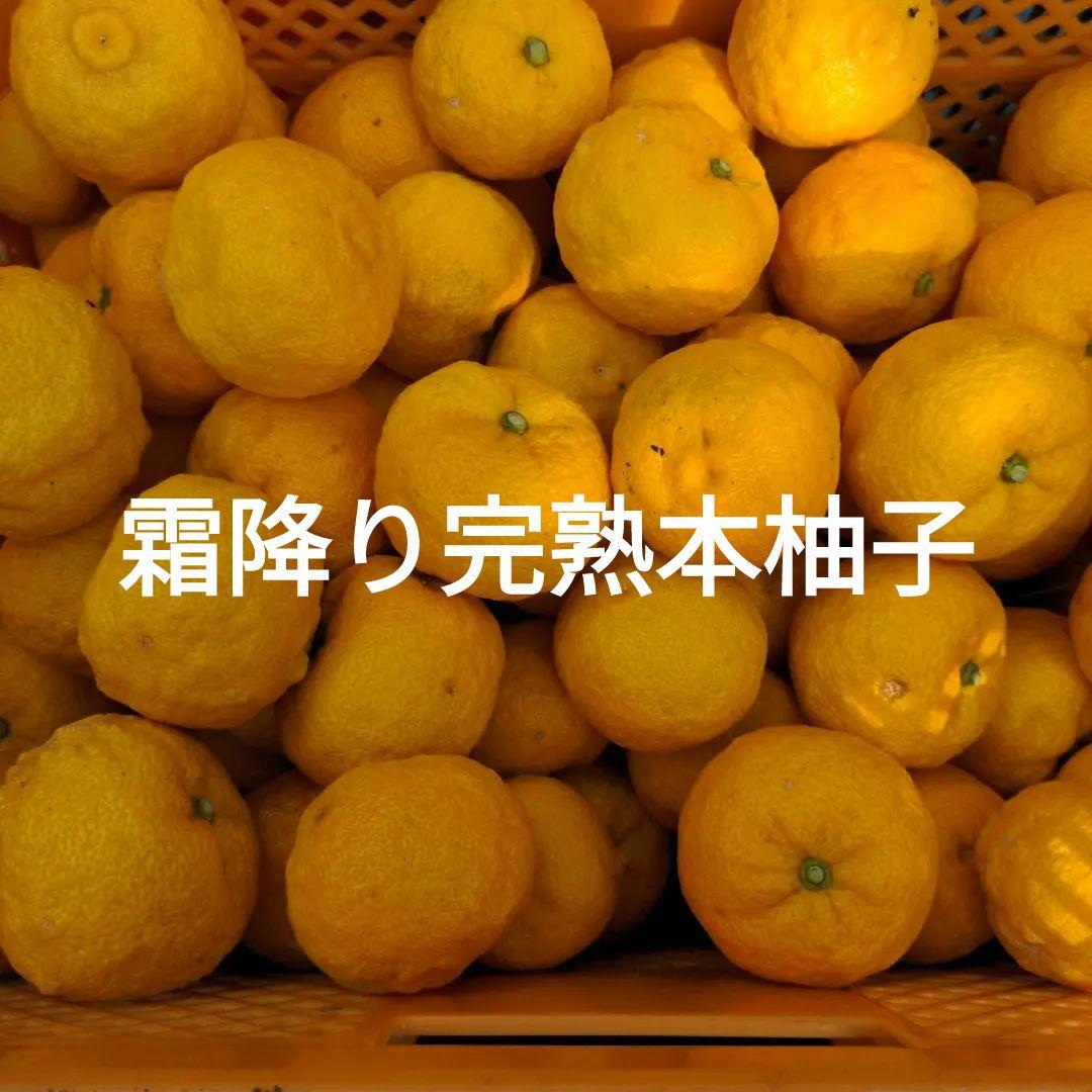 霜降り完熟本柚子２０kg。鍋料理、ポン酢、柚子胡椒、柚子味噌、ジャム、酒、焼酎
