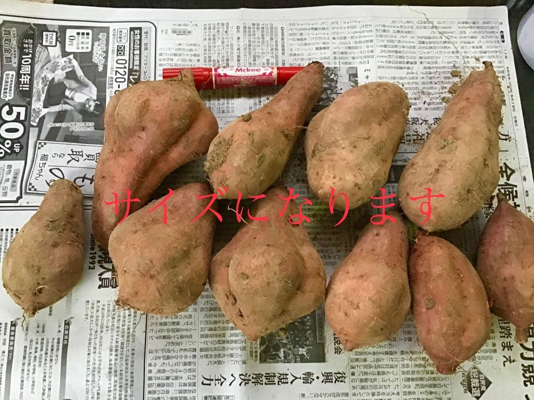 どんと20kg 種子島産安納芋　Mサイズ さつまいも　王道　焼き芋にどうぞ#8