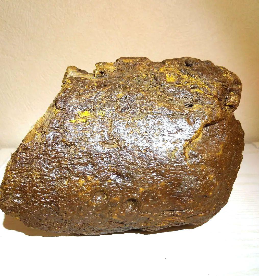 プレシオサウルスの仲間の骨　化石