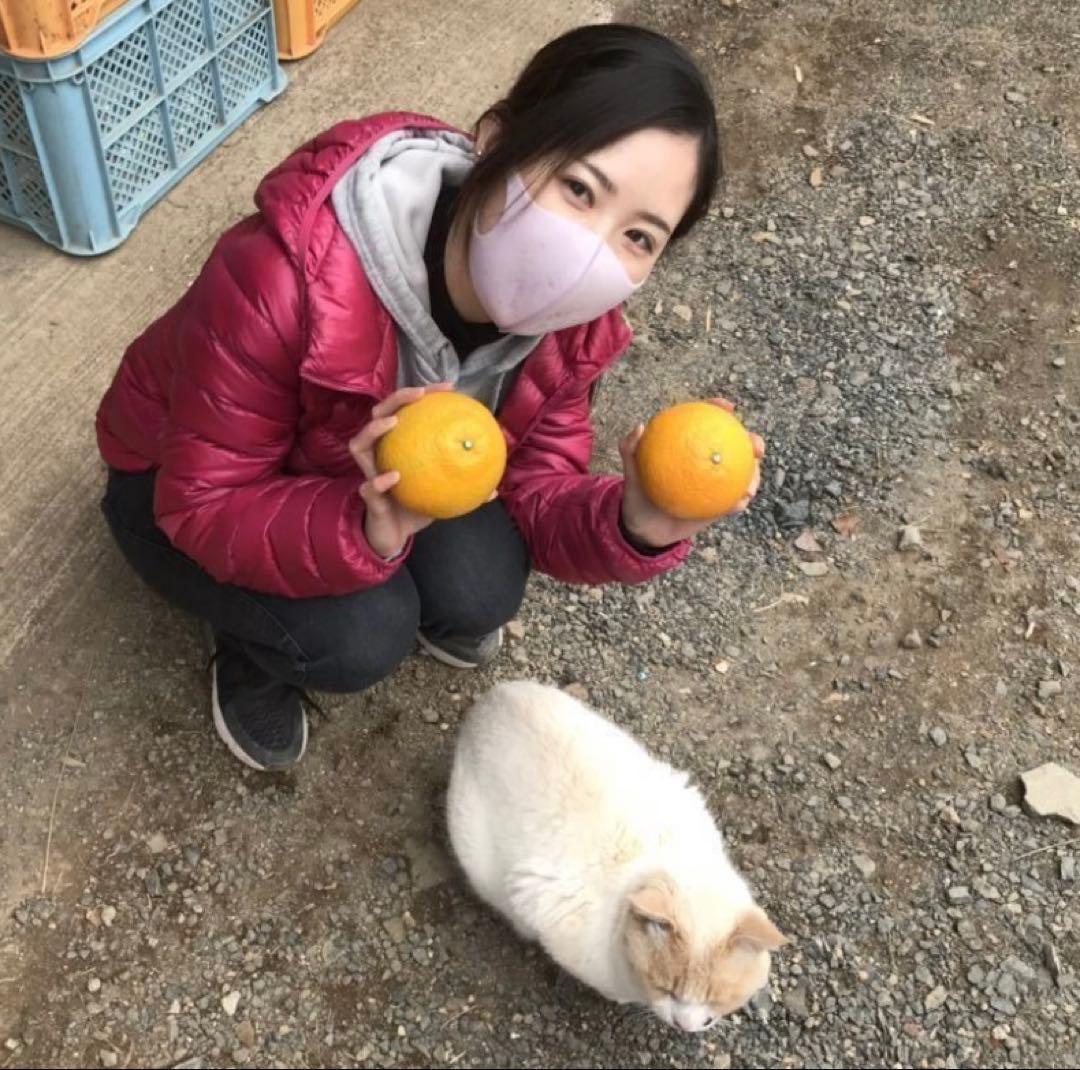 味にハズレなし！見た目を裏切る美味しさ【熊本産スイートスプリングLサイズ約20k