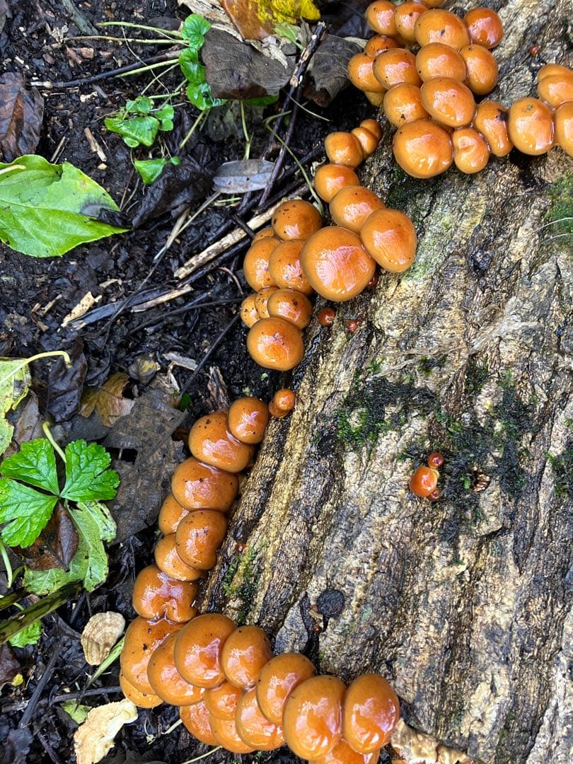 『１１／14のみ出品』そろそろ終了！！秋田県産肉厚ぷりぷりなめこ３キロ