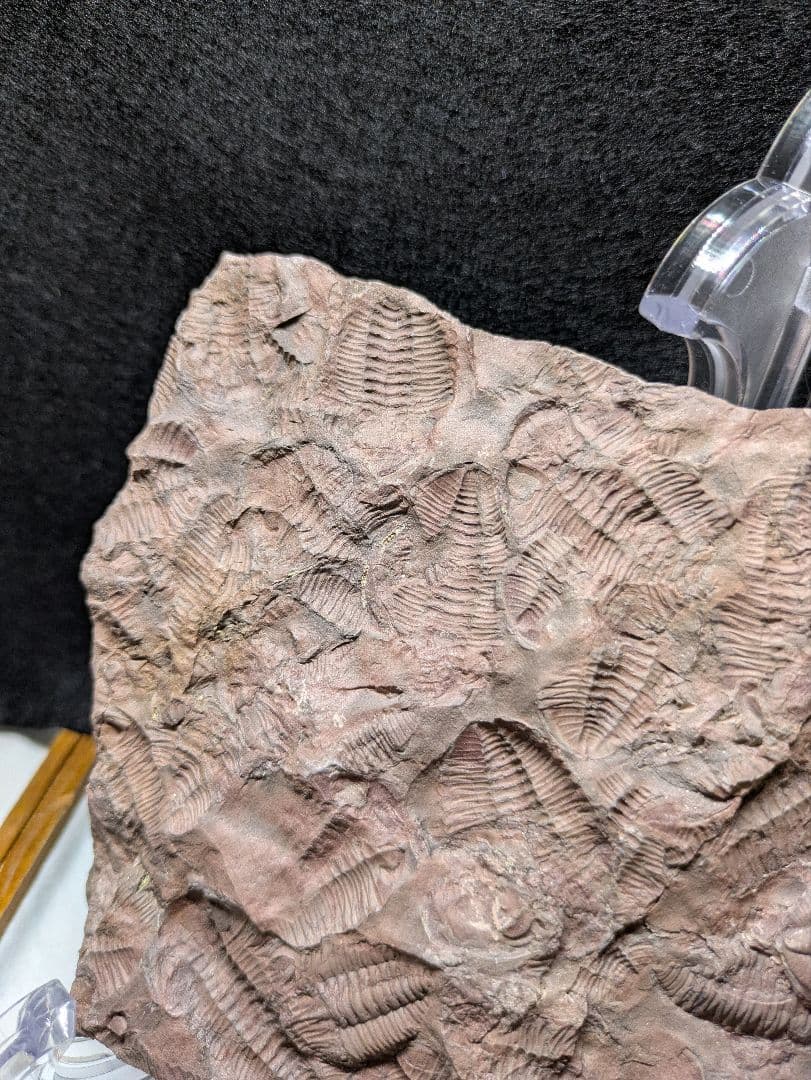 博物館級　三葉虫　群生　化石　標本　地学