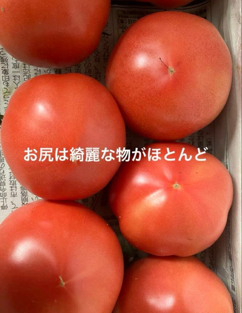 トマト とまと 新鮮野菜 農家直送 ハウス栽培 訳あり 規格外 お買い得 限定