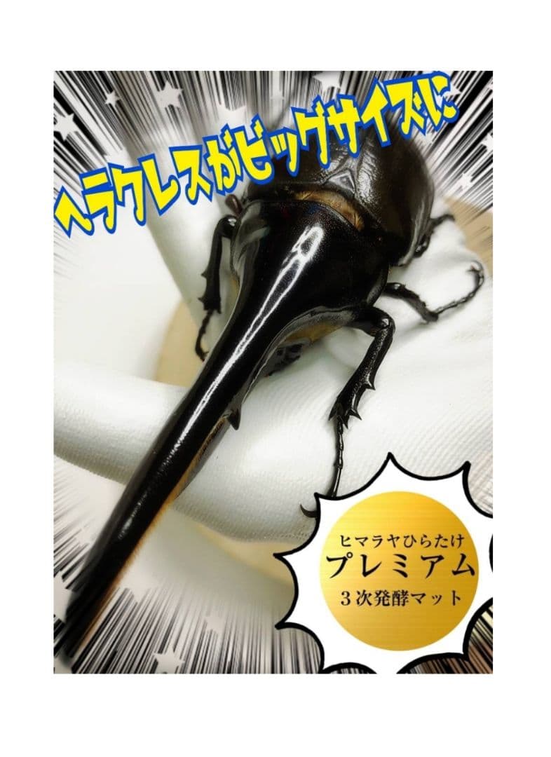 大量飼育に！たっぷり90リットル　極上☆ヒマラヤひらたけプレミアム3次発酵マット