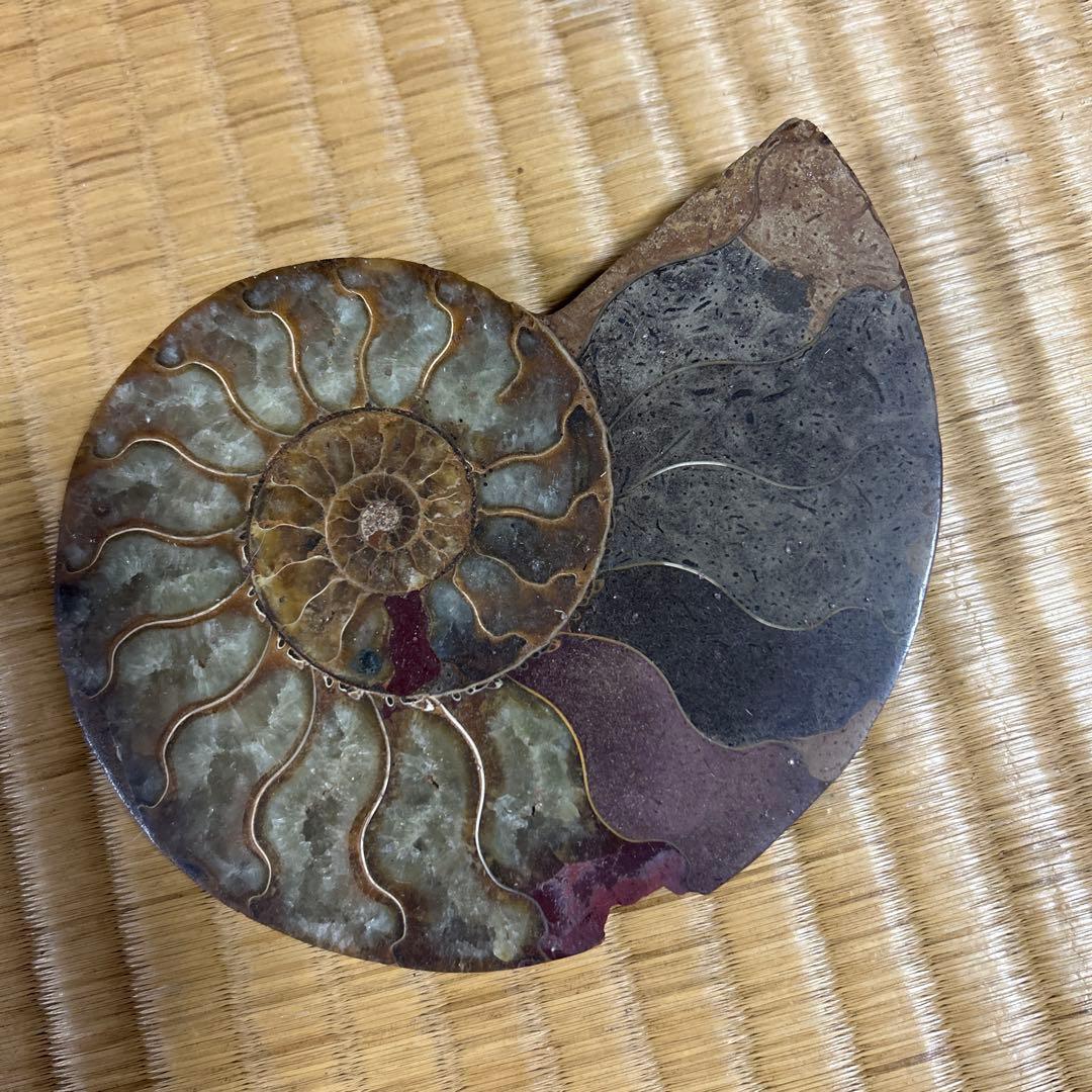 3点　化石　アンモナイト　等