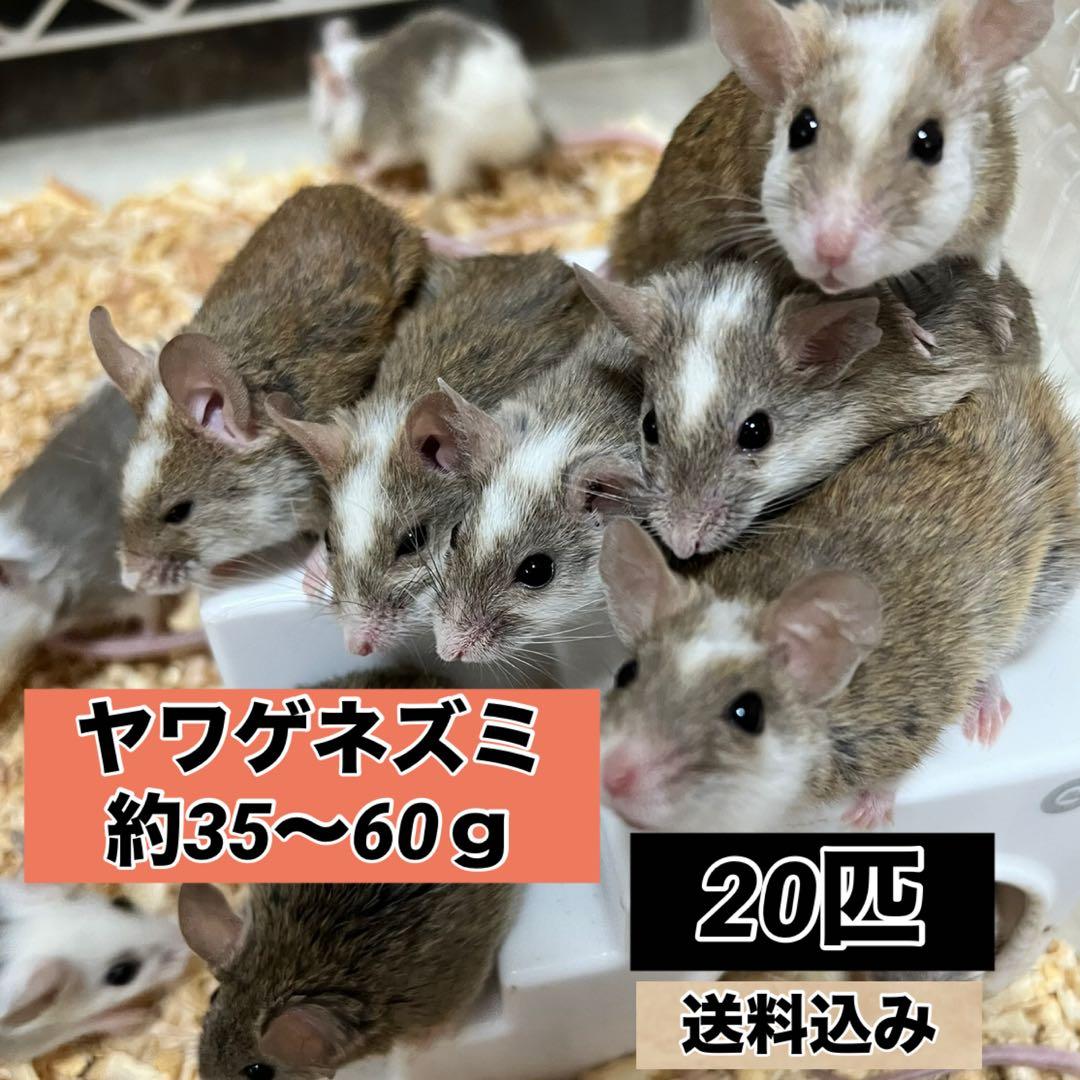 冷凍ヤワゲネズミ 約60～75ｇ 20匹