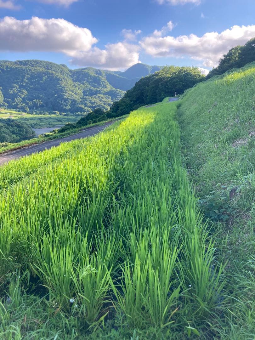 令和7年魚沼コシヒカリ精米10kg