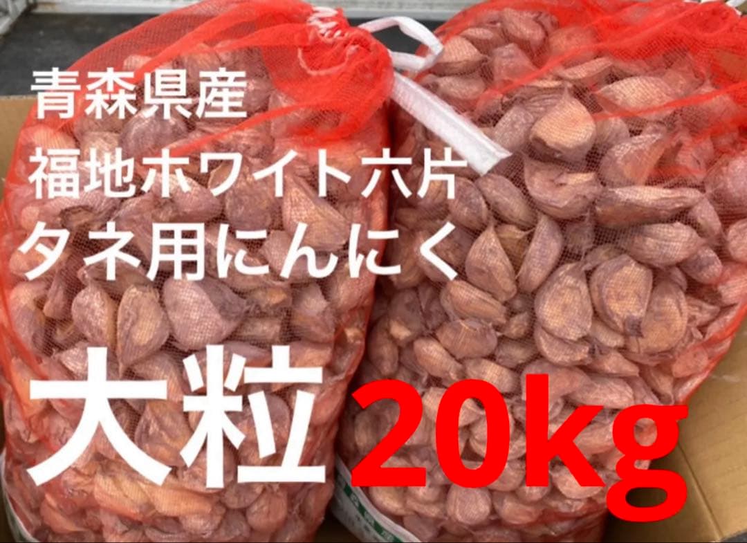 タネ にんにく 消毒済み 中大混合 青森県産 福地ホワイト六片 種用ニンニク