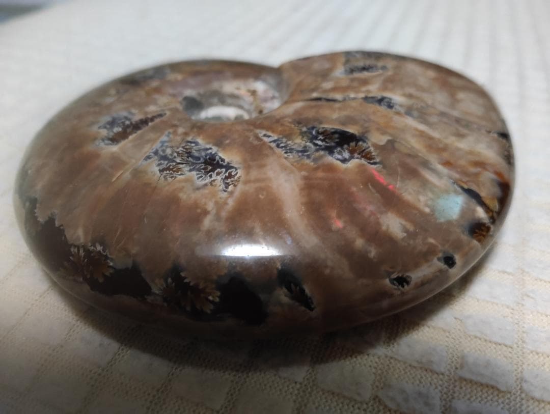 化石 アンモナイト オパール化 遊色 レインボー３点 9800an0814