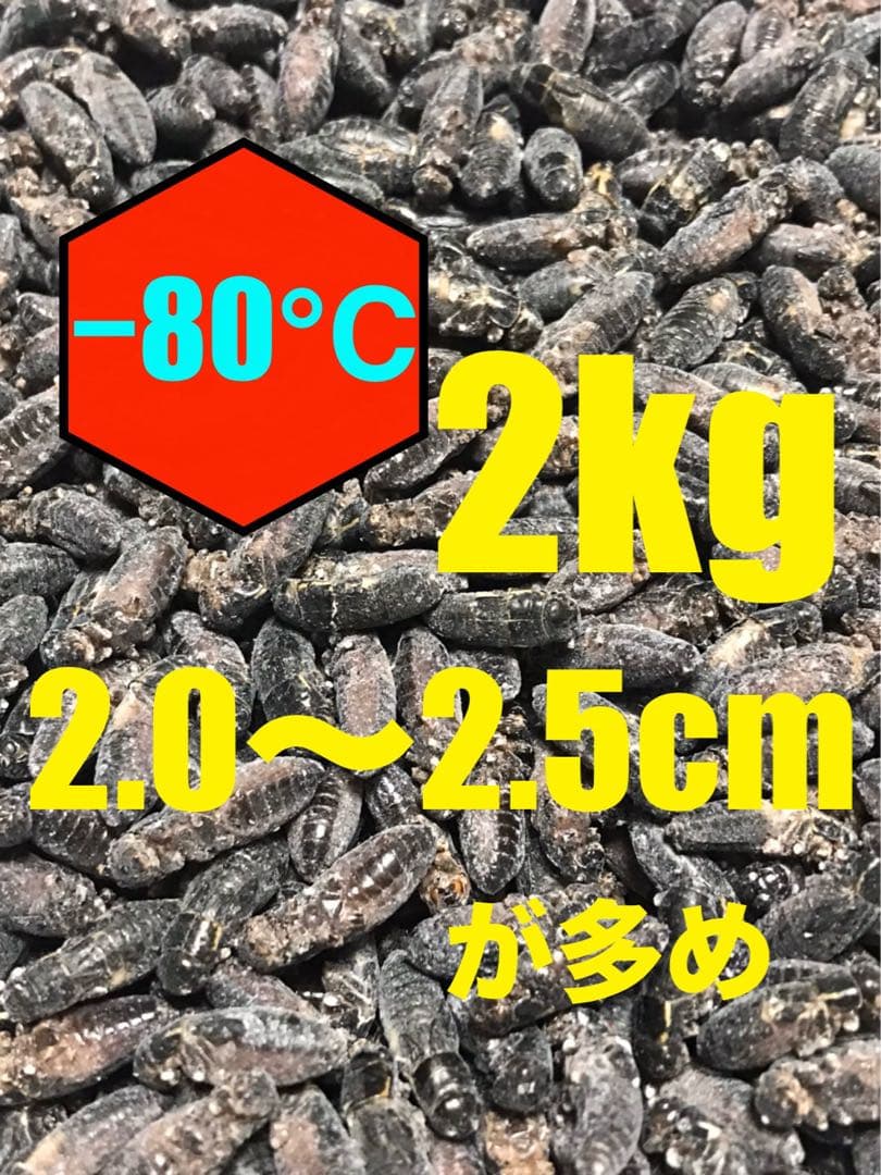 清潔コオロギ　2kg 2.0〜2.5cm多め　冷凍コオロギ