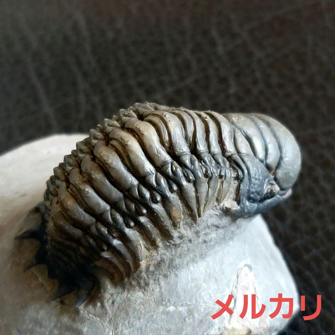 超美麗！三葉虫【Crotalocephalus gibbus】 化石  モロッコ