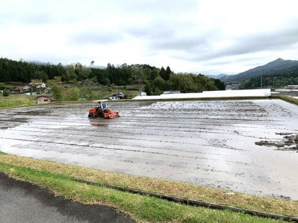農家保有米 令和7年産 新米 コシヒカリ 10kg(5kg×2) 玄米 10キロ