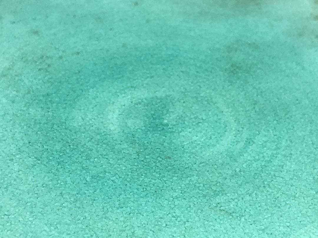 【 粟生屋東洸 作　定窯輪花縁皿 】　中村東洸　加陽庵