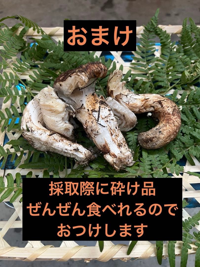 信州産松茸開き　訳あり品あり　10／27日朝採取