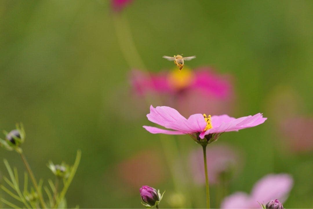 はちみつ　日本蜜蜂のハチミツ　奥山の蜂蜜　花粉入り　２種