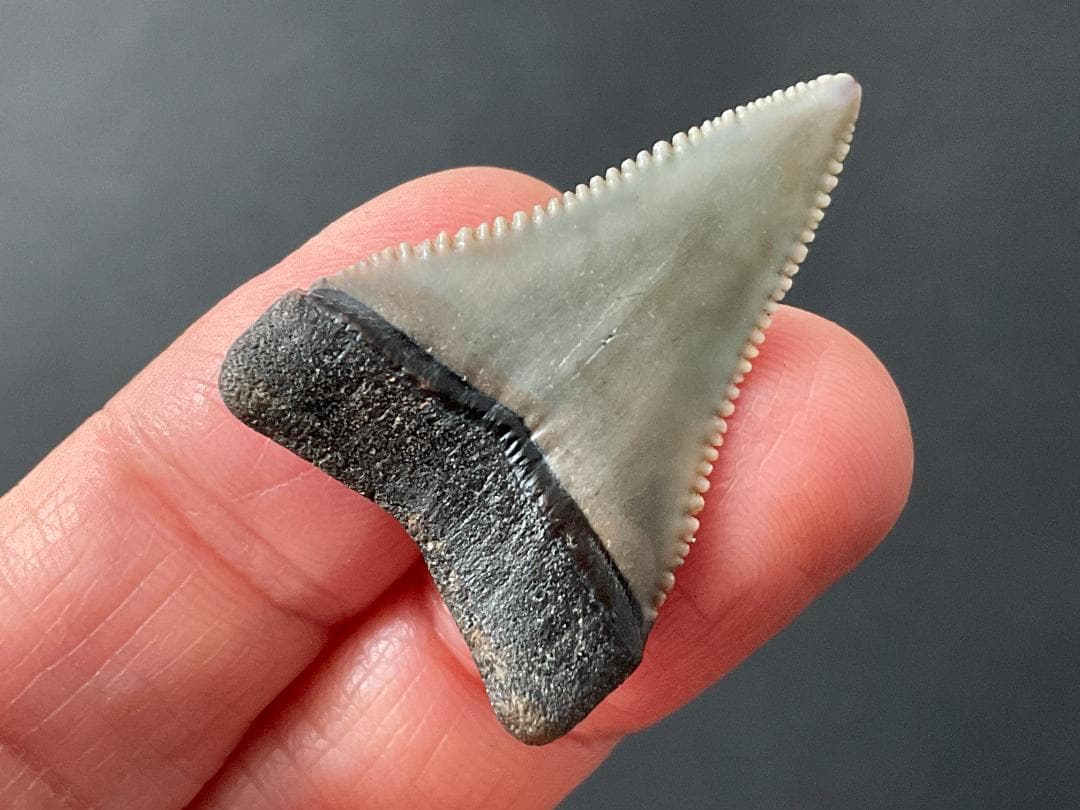 ホホジロザメの歯 [GR229] 化石 希少 レア