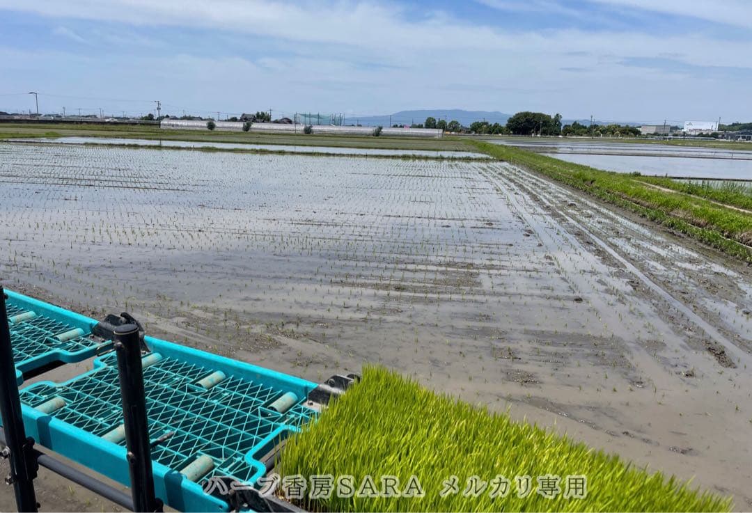 2025年産！九州・福岡県朝倉市産ヒノヒカリ精米20キロ(農薬不使用・無肥料米)