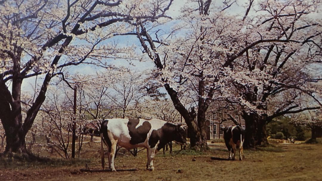 七塚バターの包装箱
