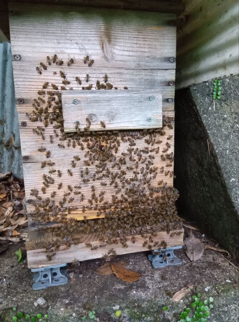 南国土佐の百花蜜　ニホンミツバチはちみつ　無添加　無加工　1200g✕2本