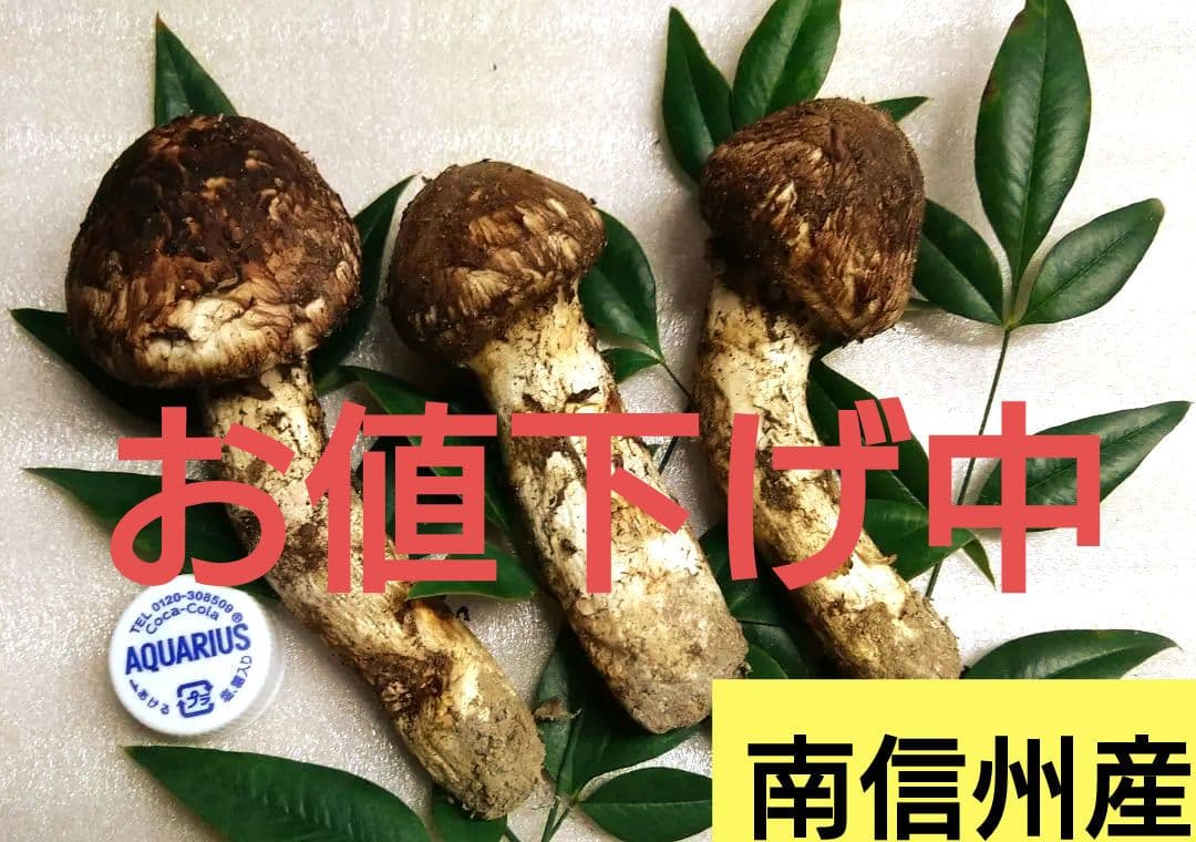 ㉒南信州産松茸約145g