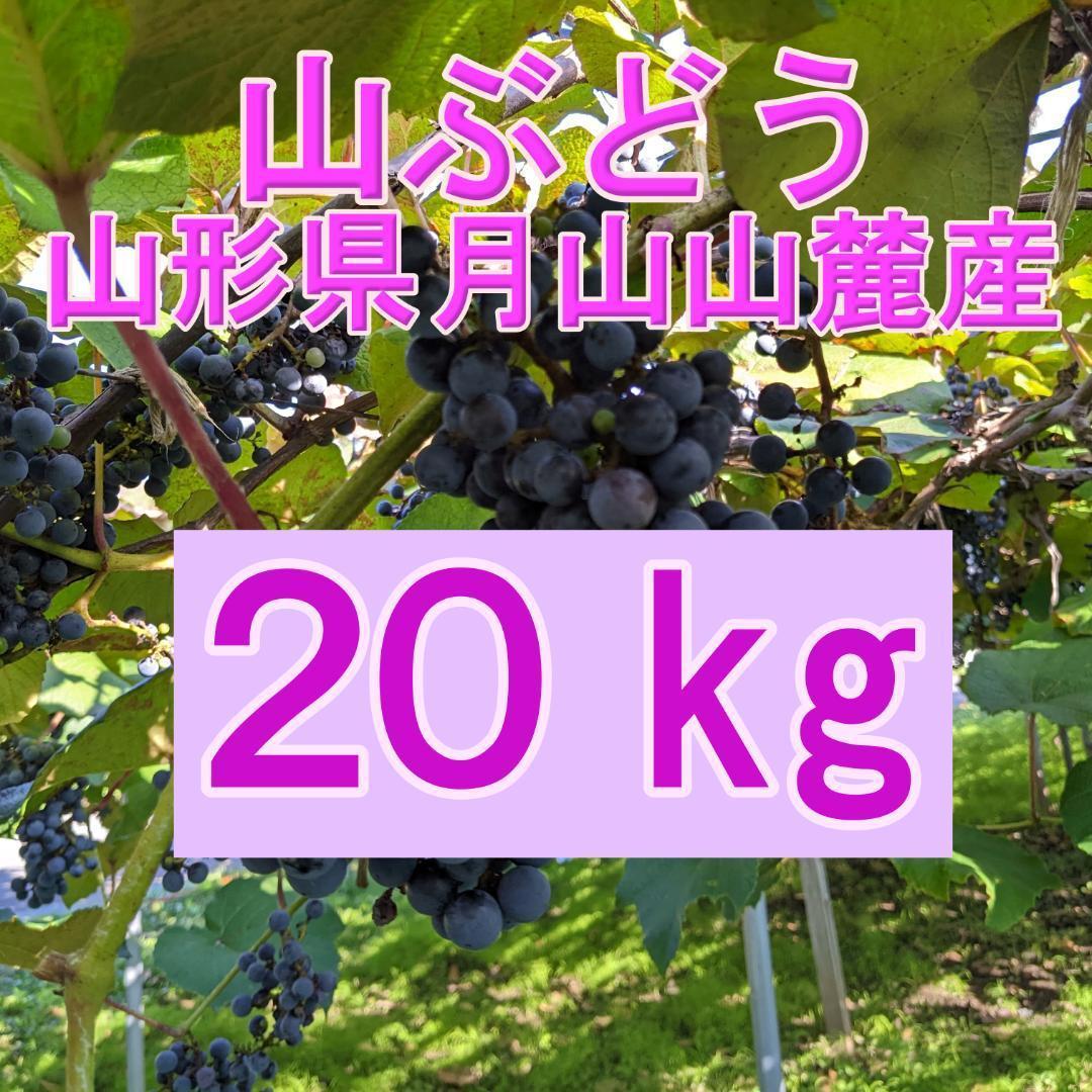 山ぶどう ２０kg　山形県月山山麓産②