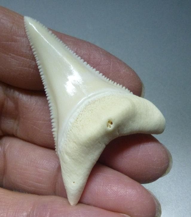 ホホジロザメ（Carcharodon carcharias）の歯 53.4mm
