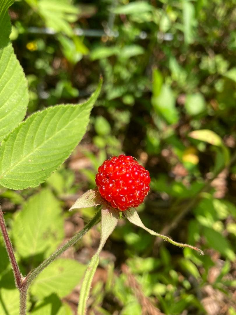 taluho　ニホンミツバチ　生ハチミツ　日本蜜蜂　1120g