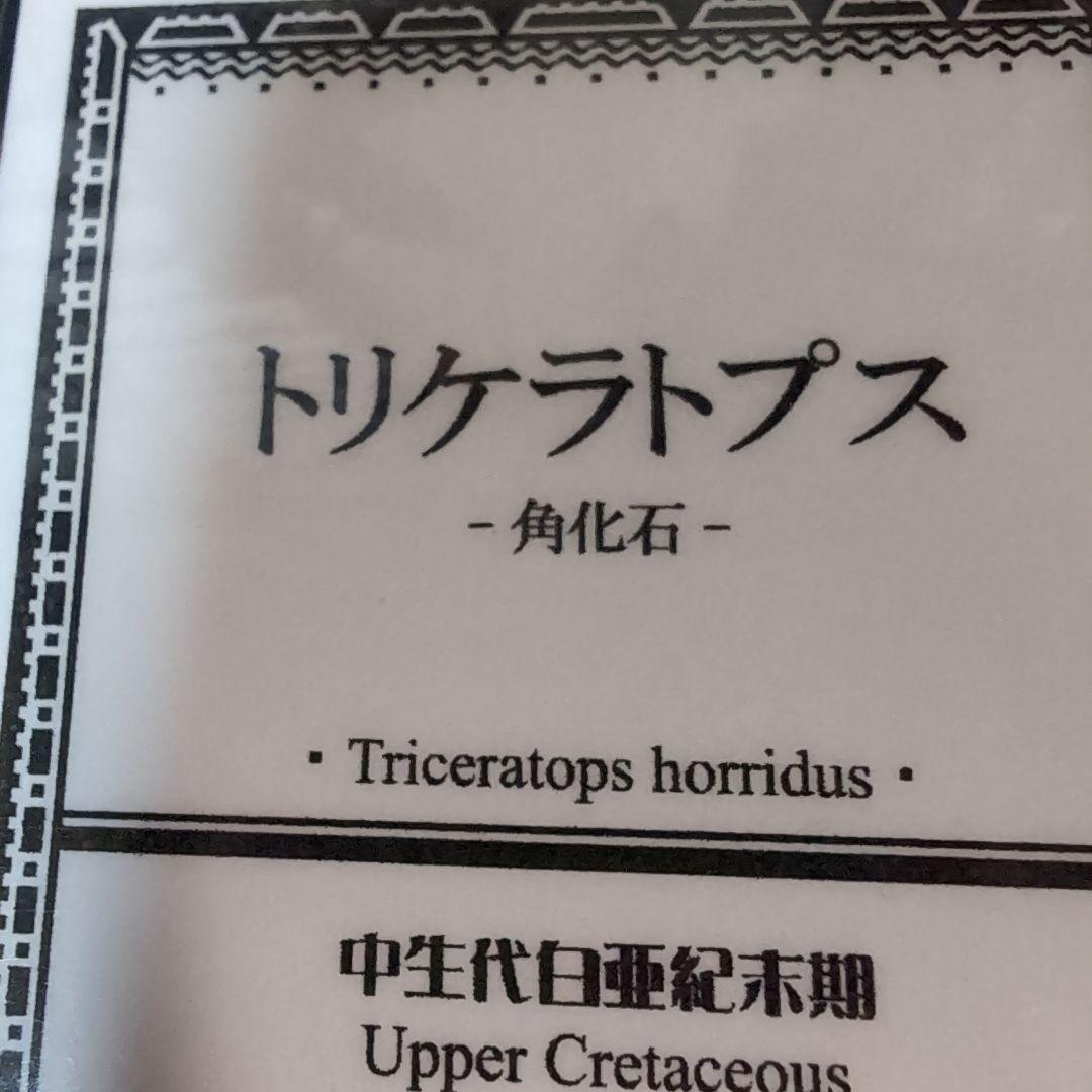 本物　トリケラトプス　特大角化石の一部　ラベル付き 485グラム