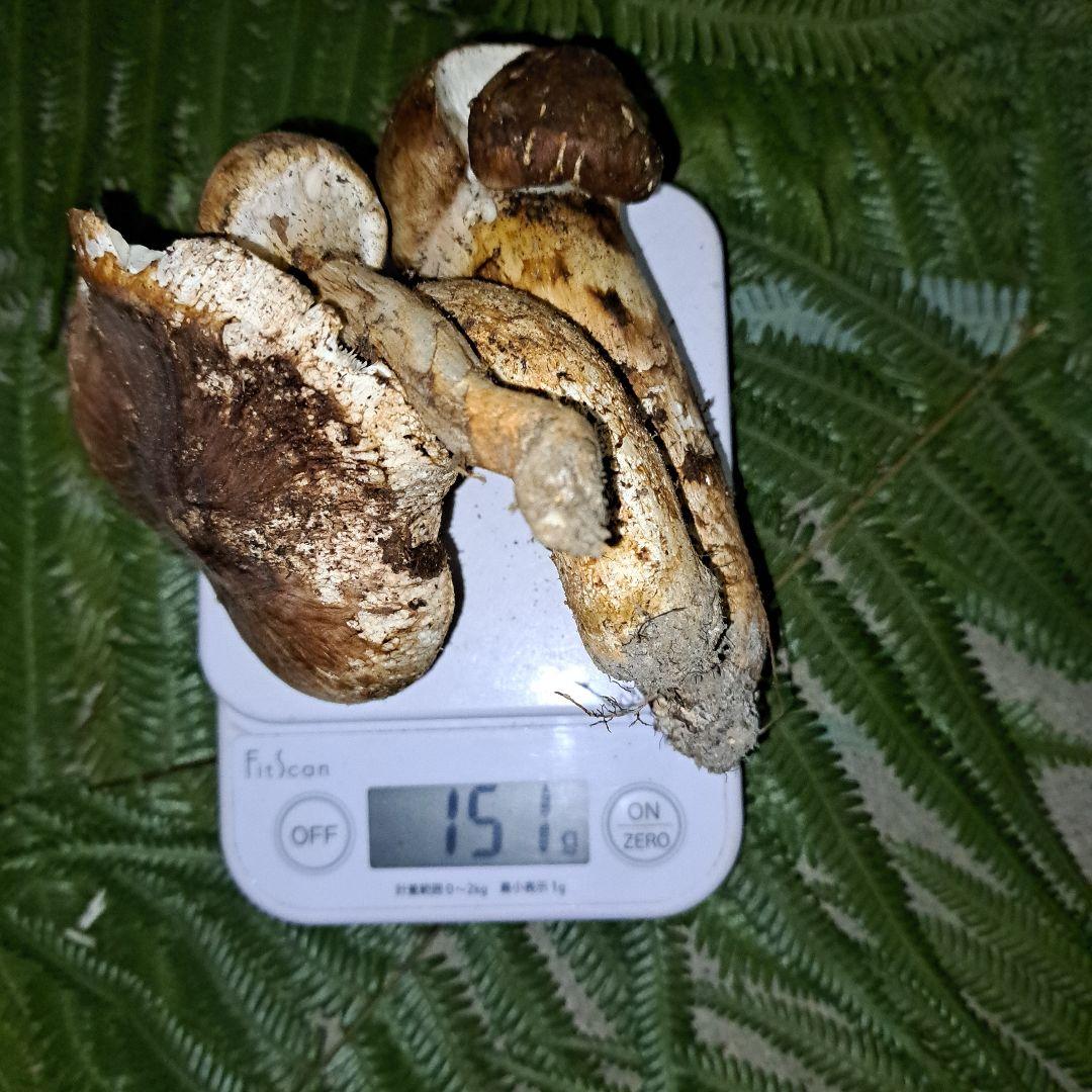 広島県産 松茸207g+　さくらこ