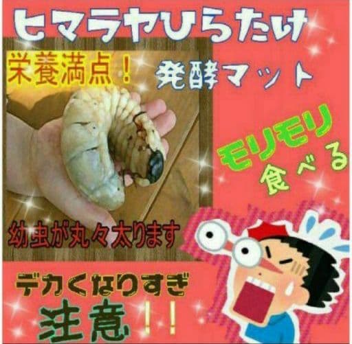 送料無料！カブトムシ幼虫の餌！栄養価抜群なので大きくなります！クワガタにも使える