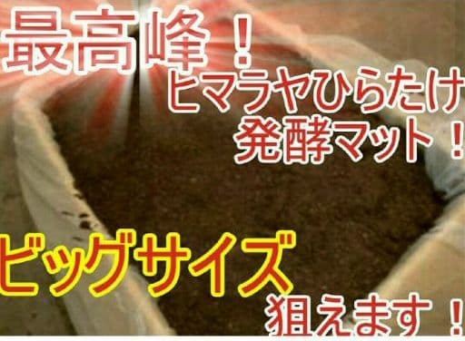 送料無料！カブトムシ幼虫の餌！栄養価抜群なので大きくなります！クワガタにも使える