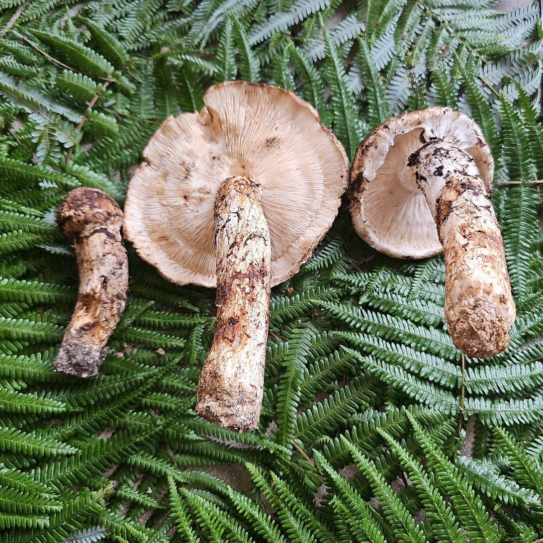 広島県産 松茸 254g