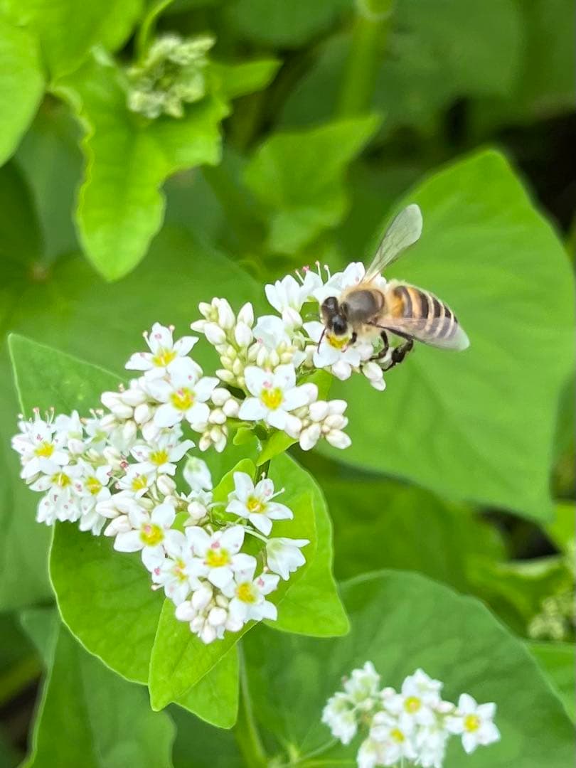 日本蜜蜂・純粋天然蜂蜜 1200g(600g2本)