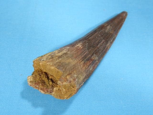 スピノサウルスの歯　86mm　恐竜　No.1155