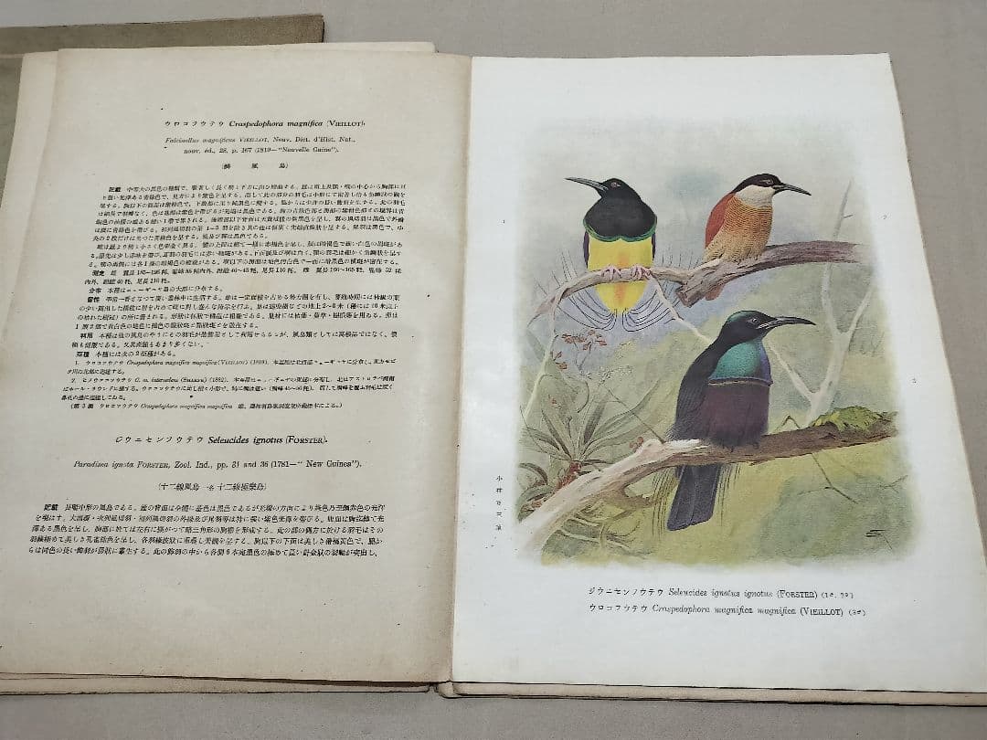 大東亜鳥類図譜 有光社 平凡社 4輯 昭19