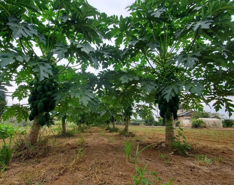 ゆうさま専用1000g　(国産・高品質)乾燥パパイヤの皮の乾燥（無農薬・有機肥料